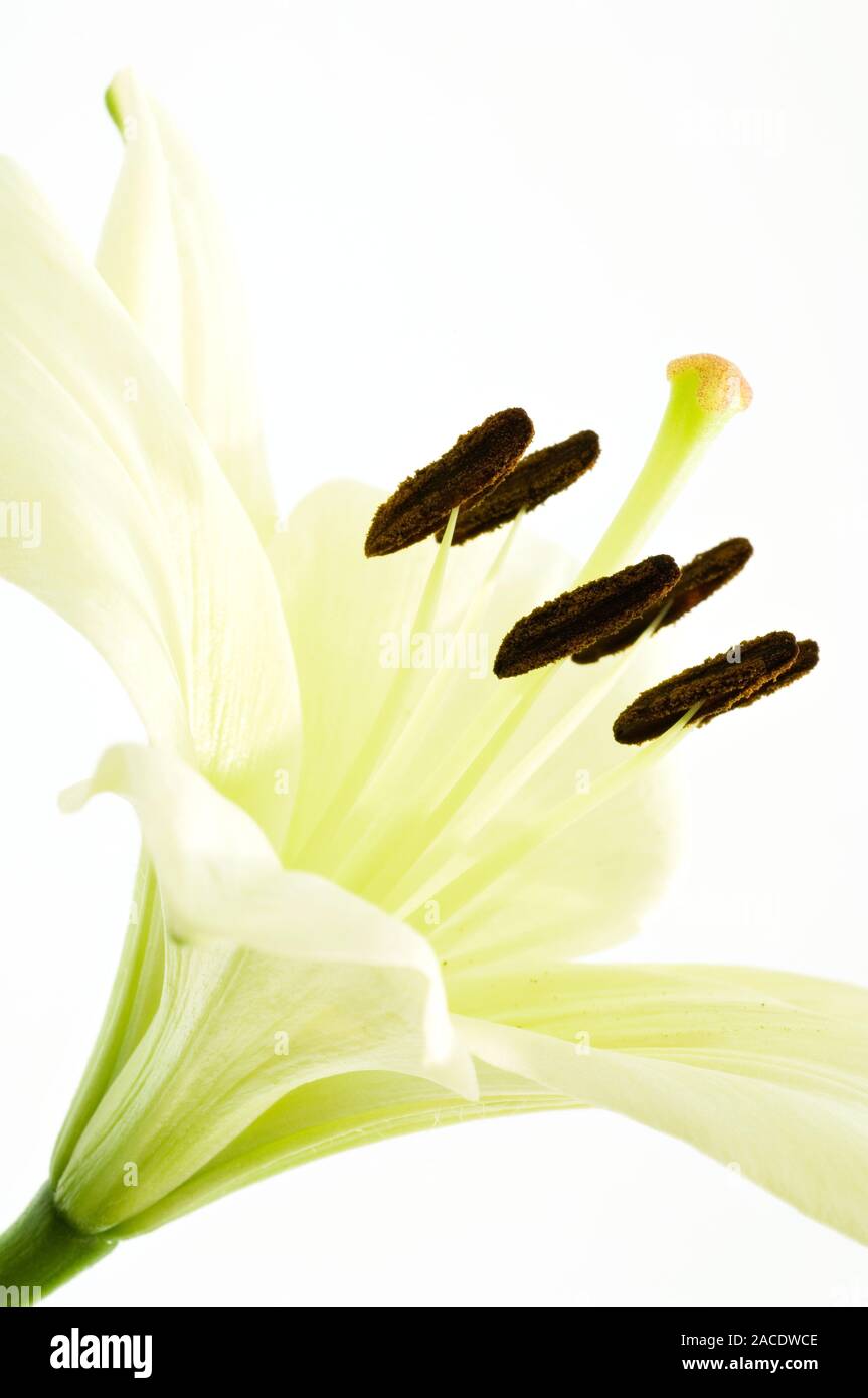 Lily flower reproduction (Lilium sp.). The male part of the flower ...