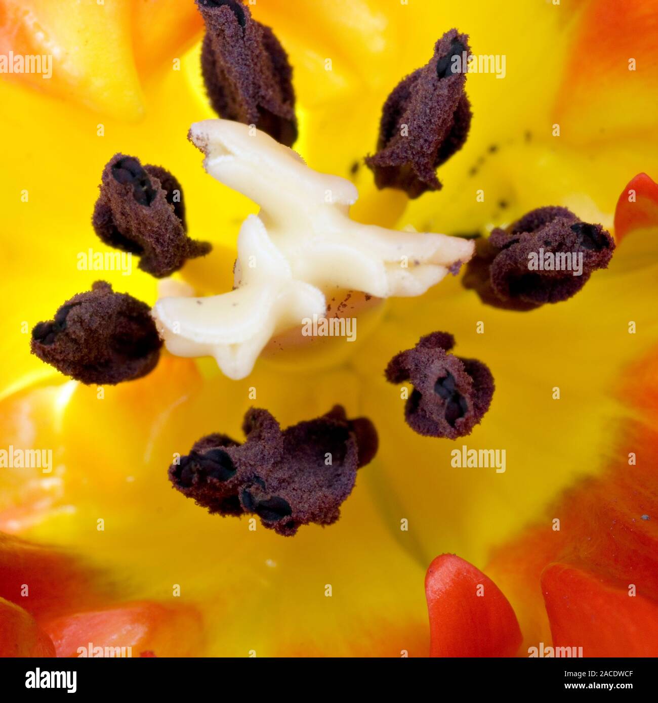 Tulip's reproductive structures. The female part of the flower is the ...