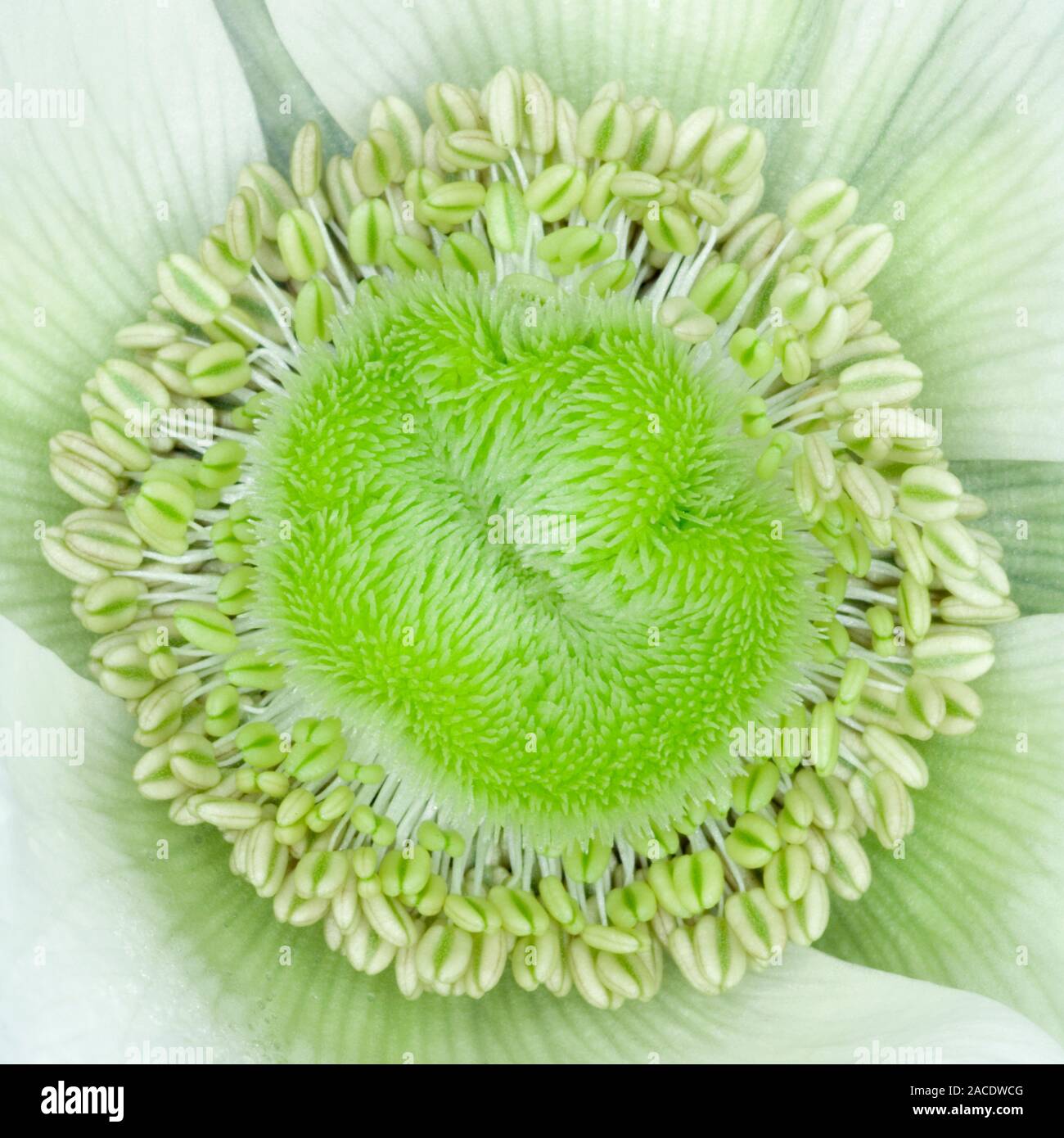 Anemone flower (Anemone sp.). Close-up showing reproductive organs ...