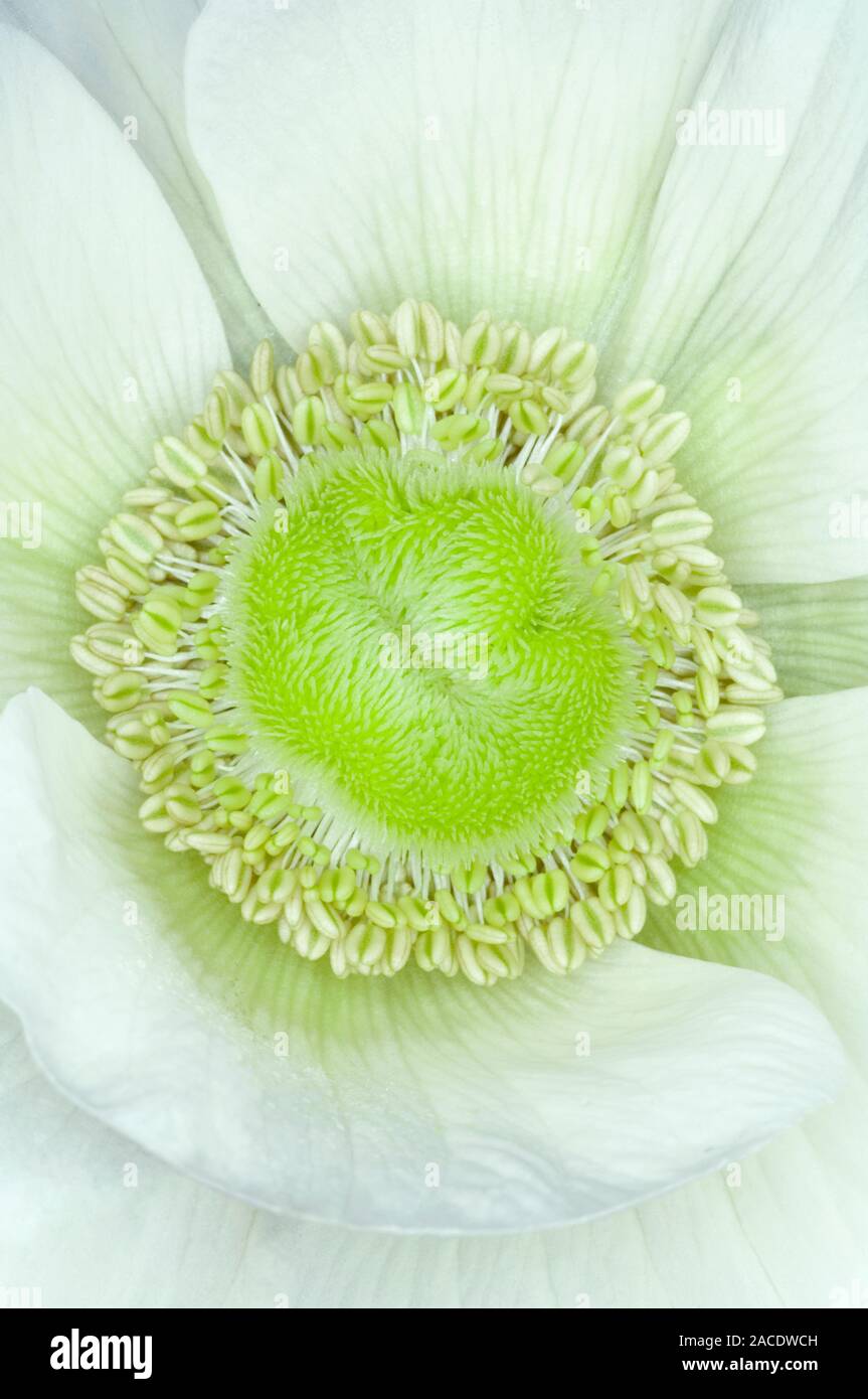 Anemone flower (Anemone sp.). Close-up showing reproductive organs ...