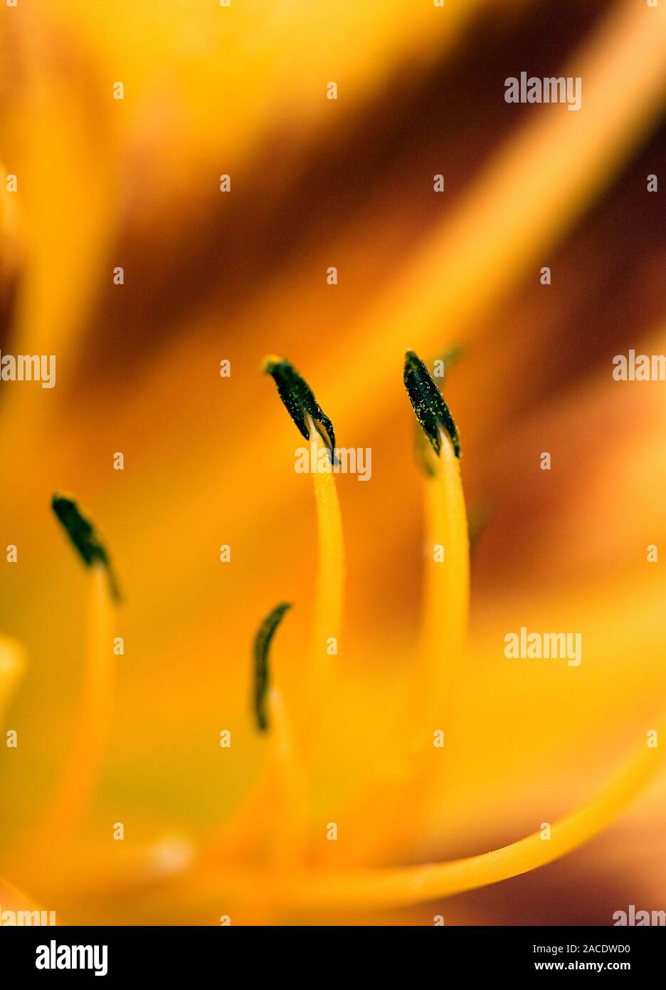 Daylily reproductive parts (Hemerocallis sp.). Close-up of the stamens ...