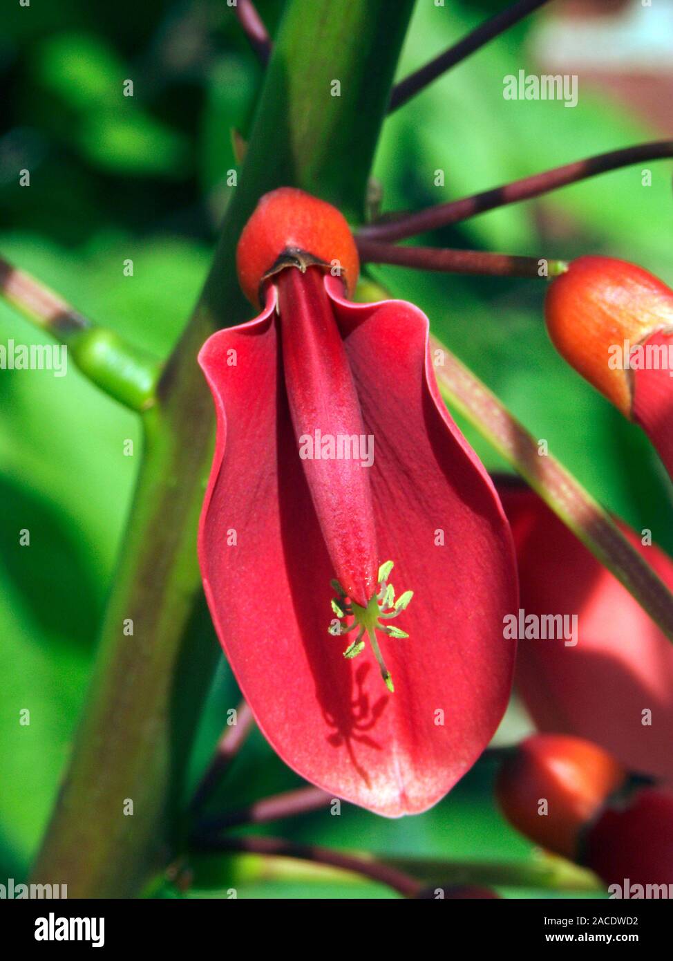 Cockspur coral tree flower (Erythrina crista- galli Stock Photo - Alamy