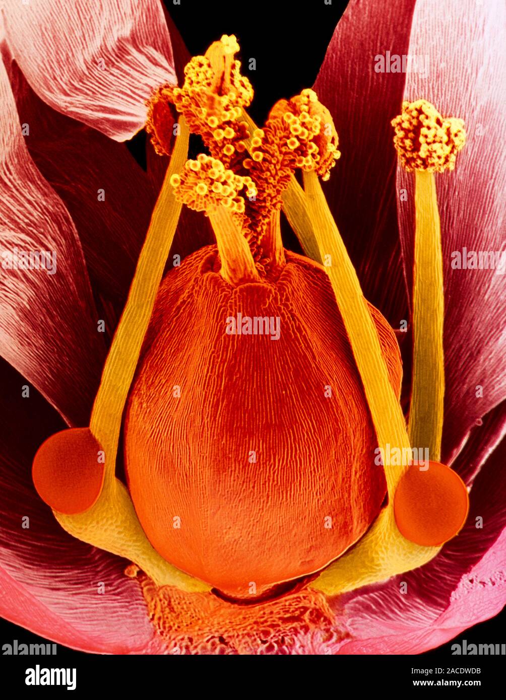 False-colour scanning electron micrograph of the reproductive ...