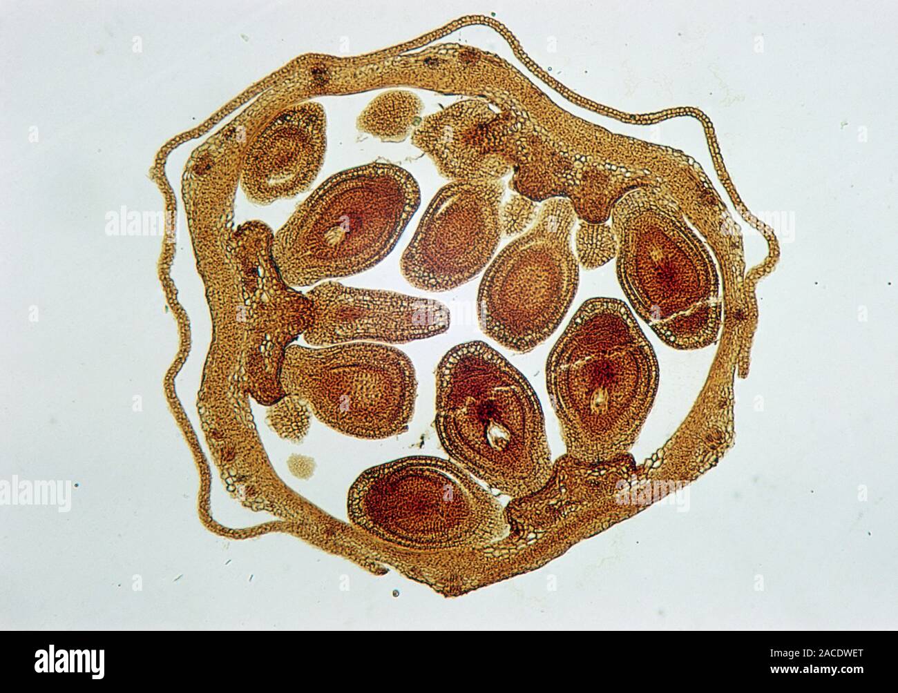 Ovary of violet. Light micrograph of a transverse section through the ...