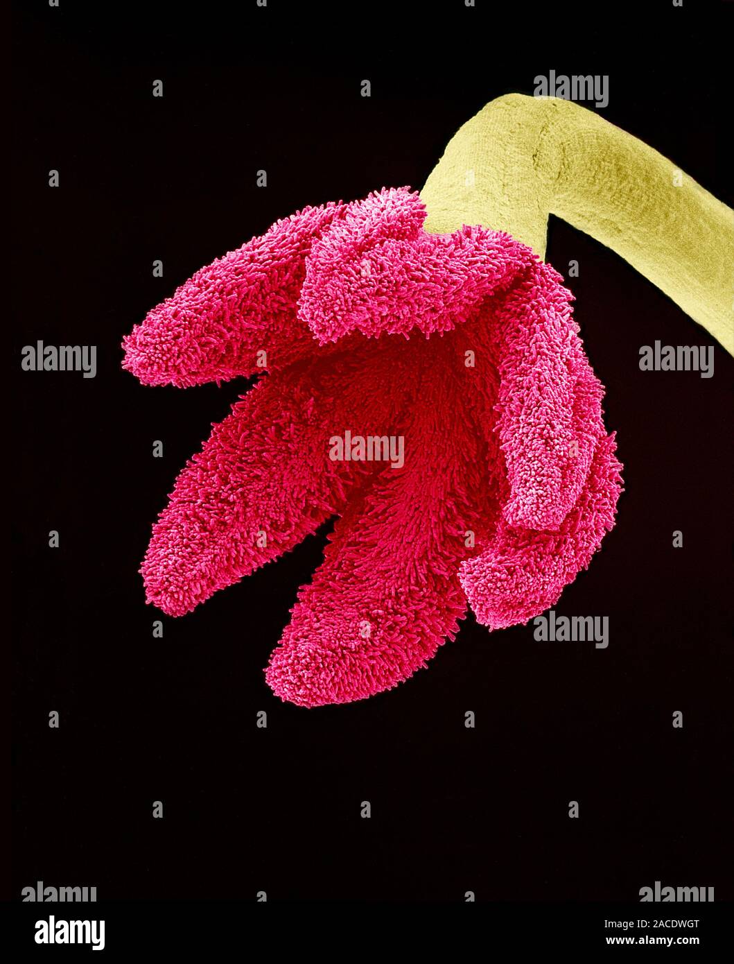 Easter cactus stigma. Coloured scanning electron micrograph (SEM) of ...