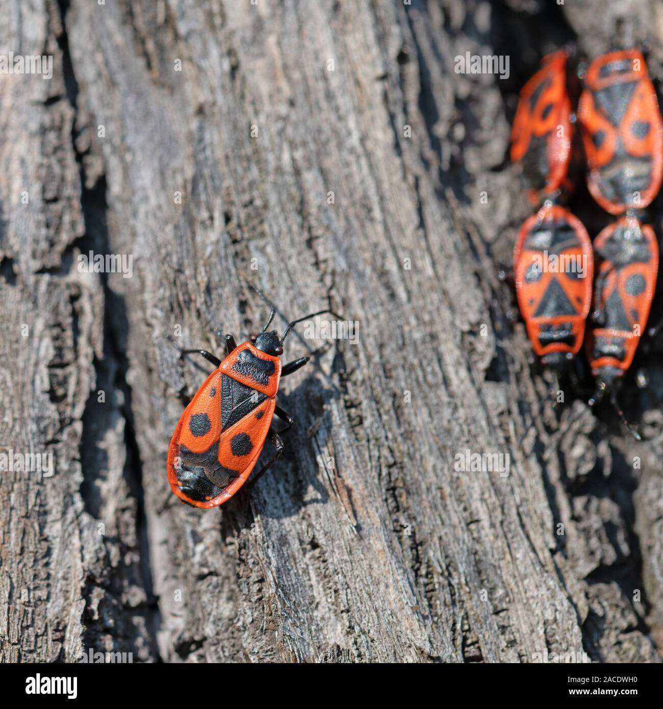 Common Fire Bug,Pyrrhocoris apterus,Lime tree bark Stock Photo - Alamy