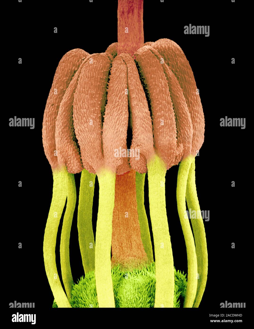 Heath flower stamens. Coloured scanning electron micrograph (SEM) of ...
