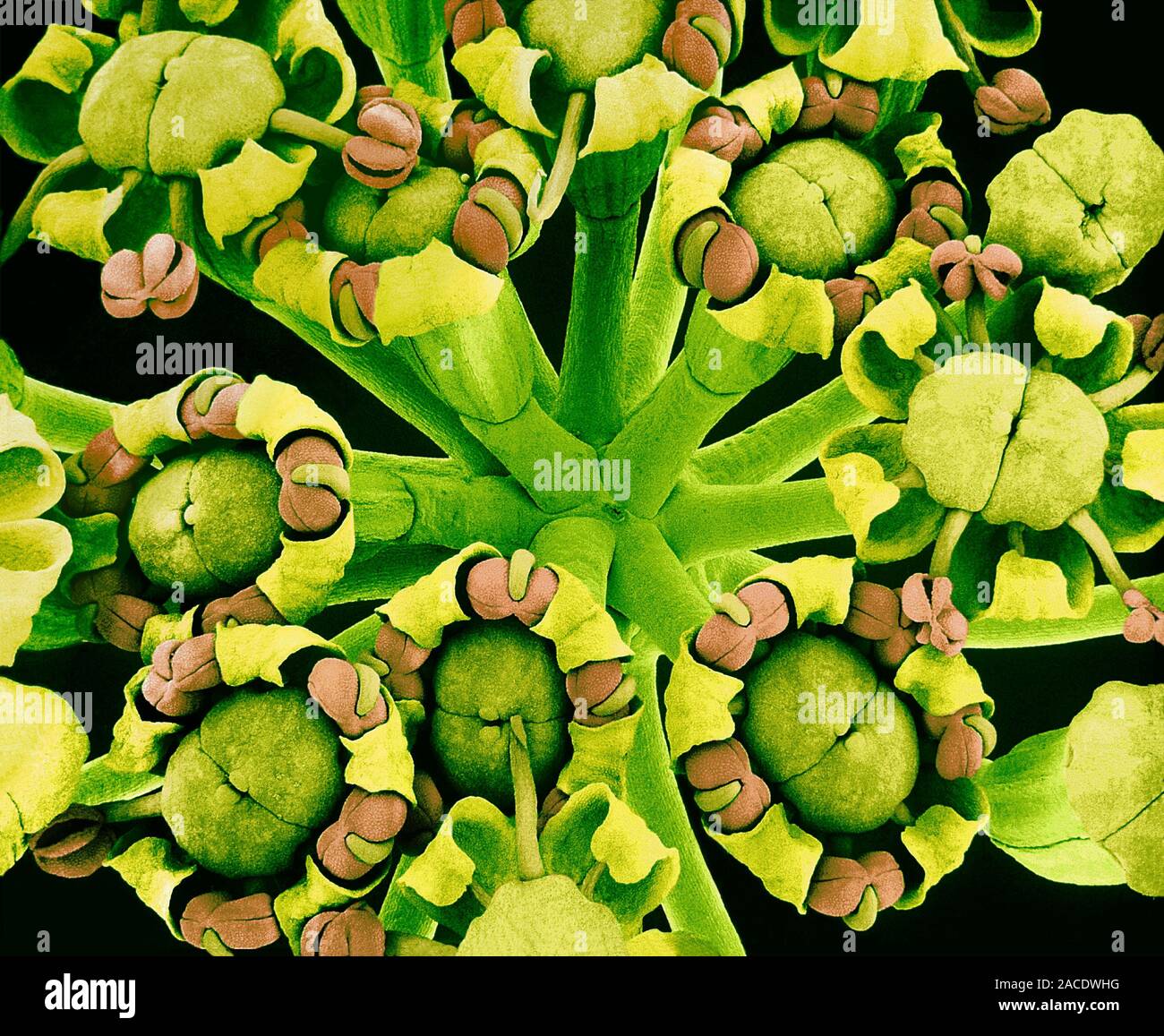 Fennel flower cluster. Coloured scanning electron micrograph (SEM) of a ...