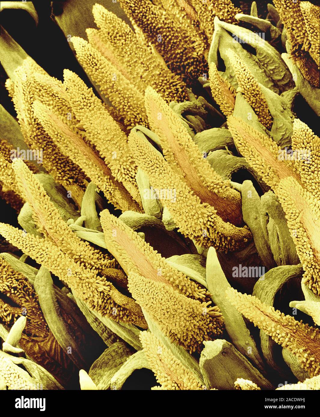 Reproductive parts of flowers. Coloured scanning electron micrograph ...
