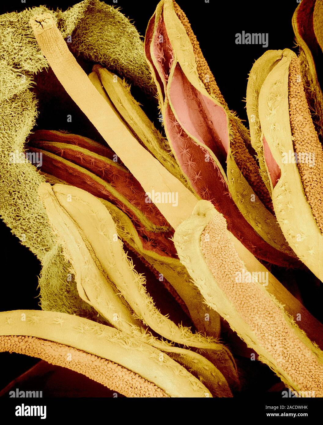 Flower reproductive parts. Coloured SEM (scanning electron micrograph ...