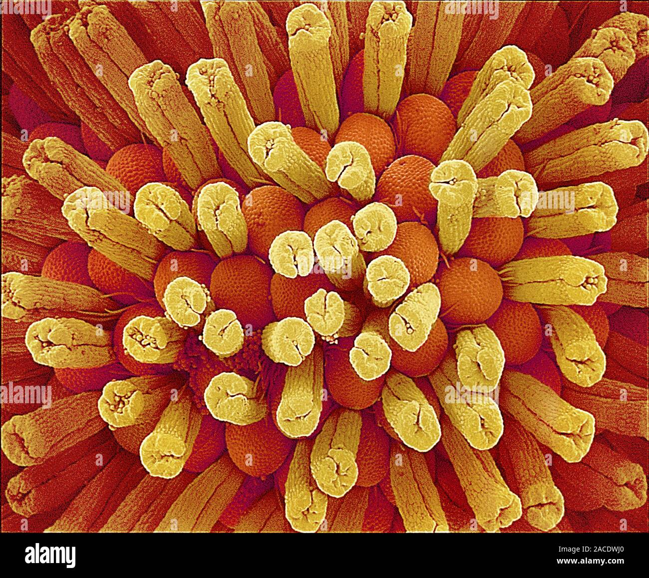 Potentilla flower pistils. Coloured scanning electron micrograph (SEM ...