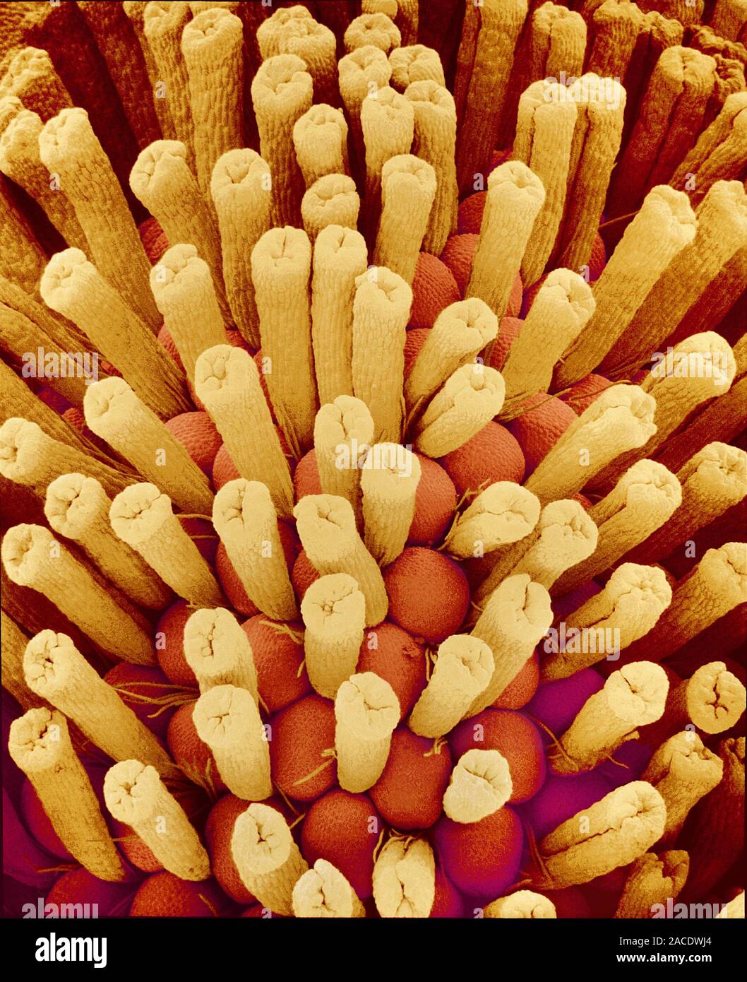Wild strawberry flower pistils. Coloured scanning electron micrograph ...