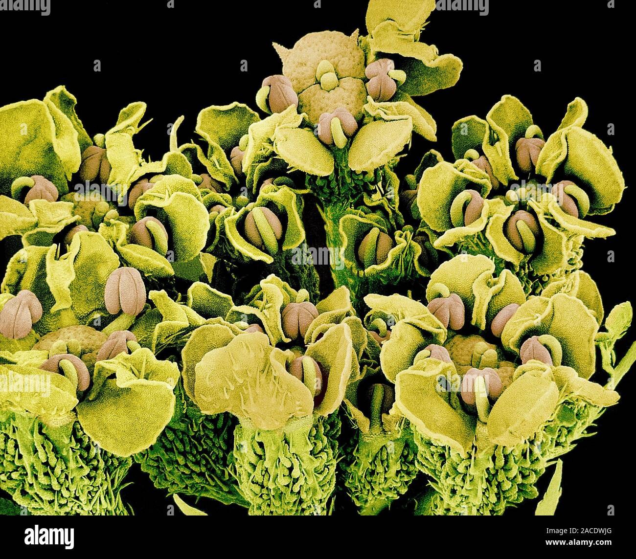 Reproductive flower parts. Coloured scanning electron micrograph (SEM ...