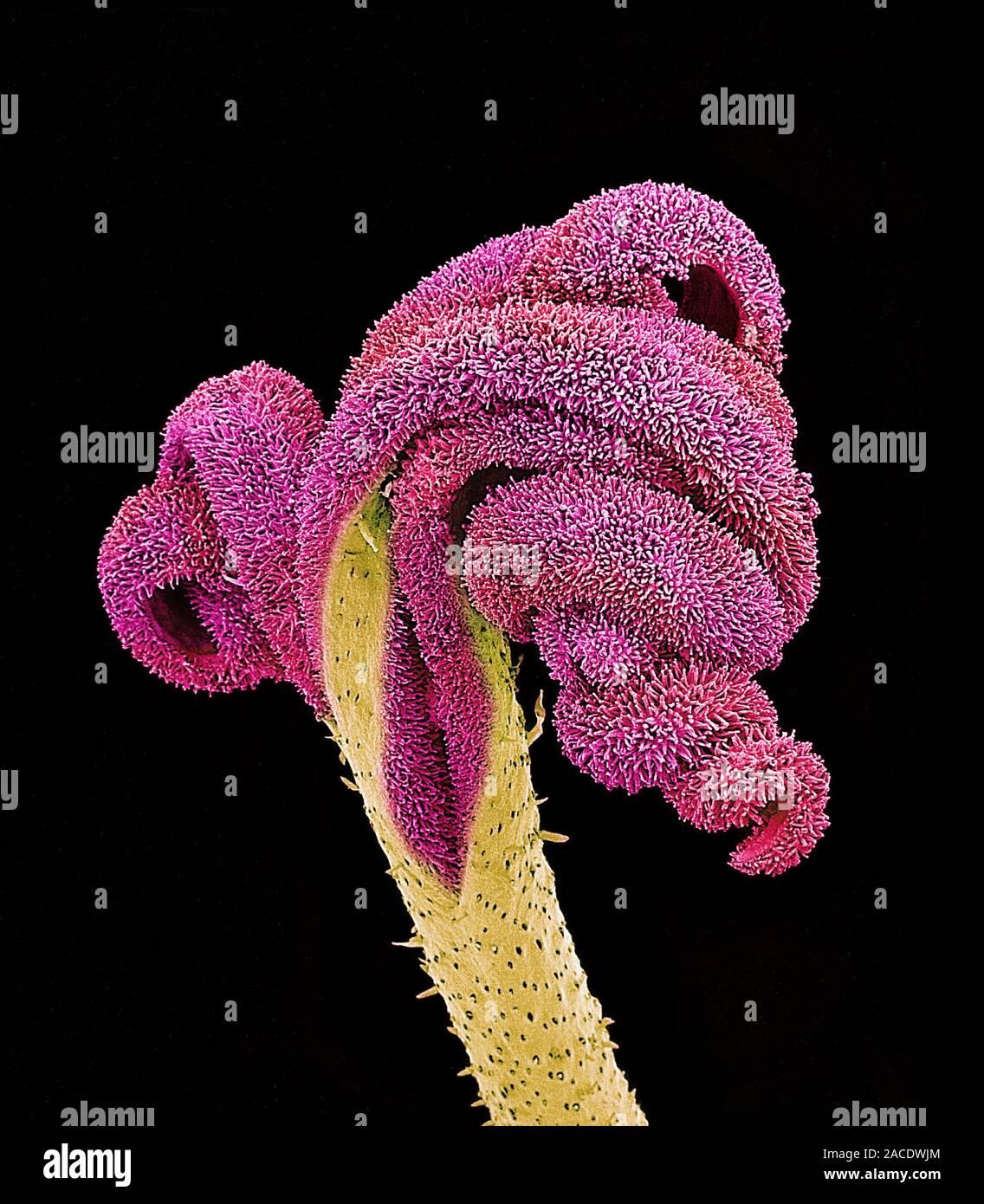 Bellflower pistil. Coloured scanning electron micrograph (SEM) of the ...