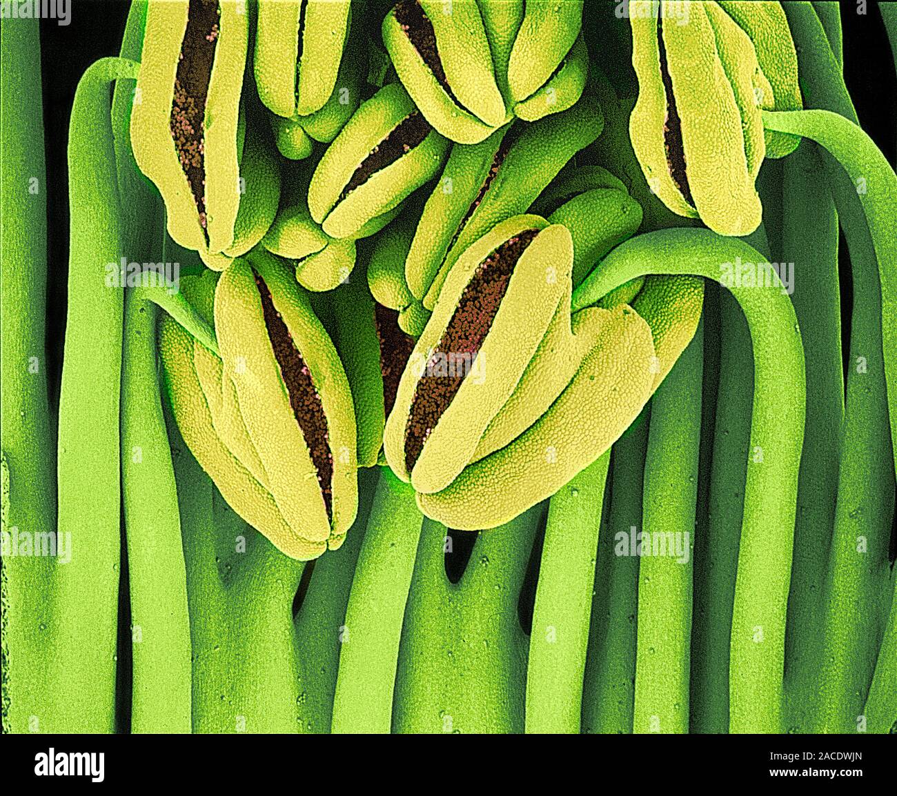Tea flower stamens. Coloured scanning electron micrograph (SEM) of the ...