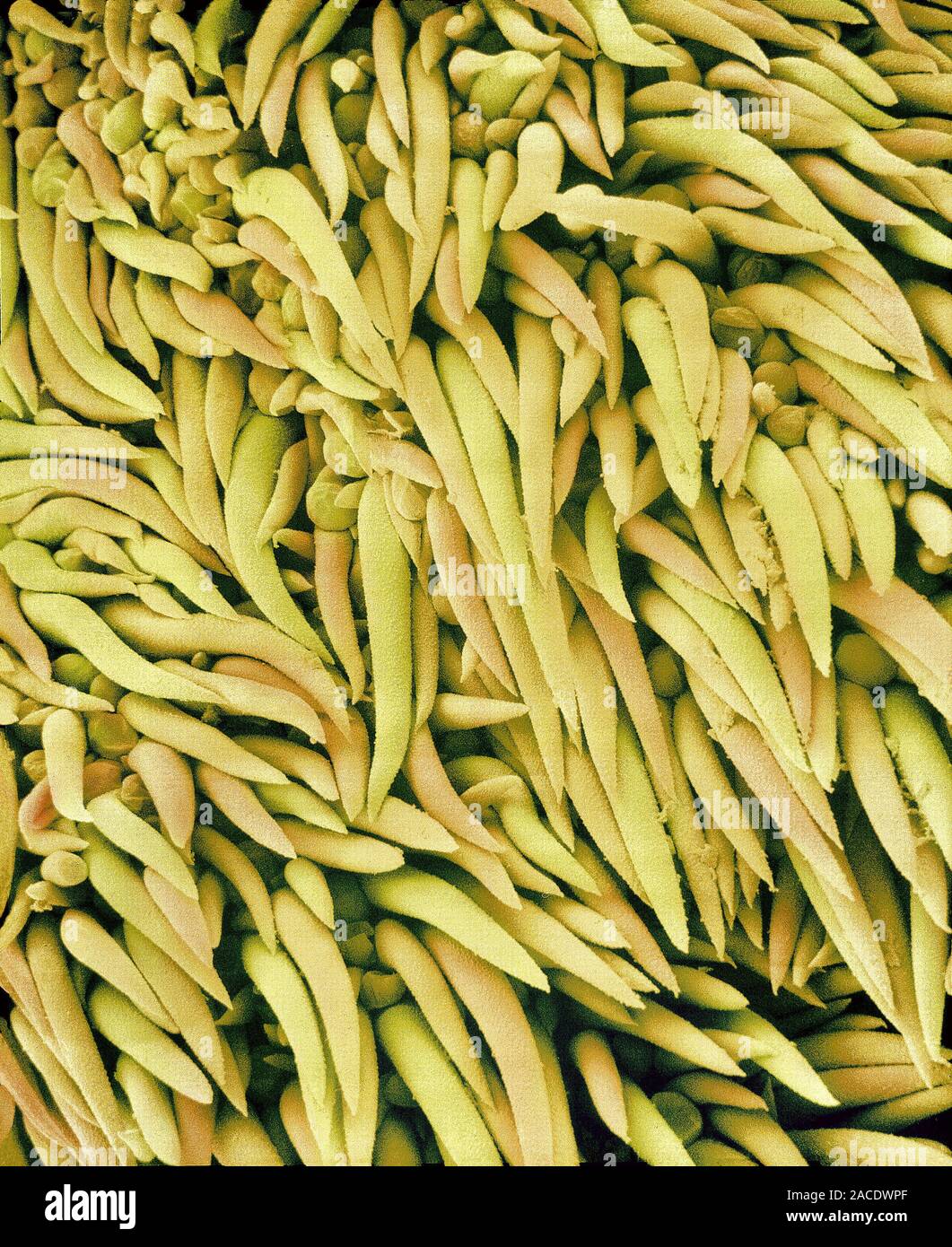 Cranesbill pistil. Coloured scanning electron micrograph (SEM) of the ...