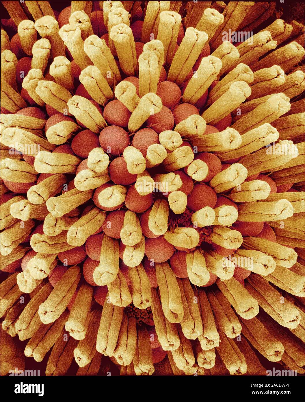 Wild strawberry flower pistils. Coloured scanning electron micrograph ...