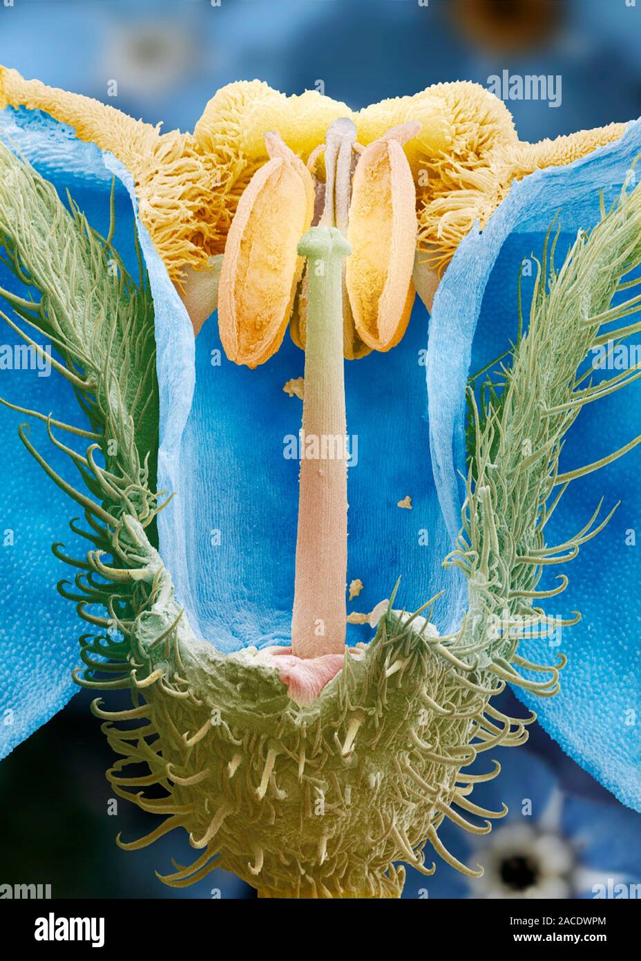 Forget-me-not flower. Coloured scanning electron micrograph (SEM) of a ...