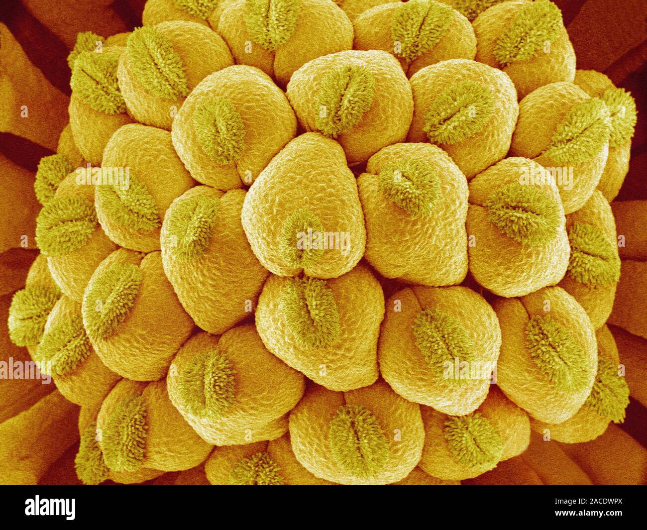 Flower pistil. Coloured scanning electron micrograph (SEM) of a flower ...