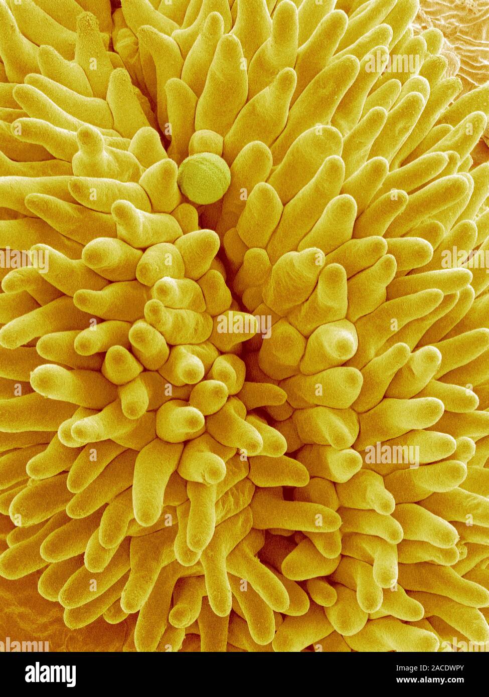 Flower pistil. Coloured scanning electron micrograph (SEM) of a flower ...