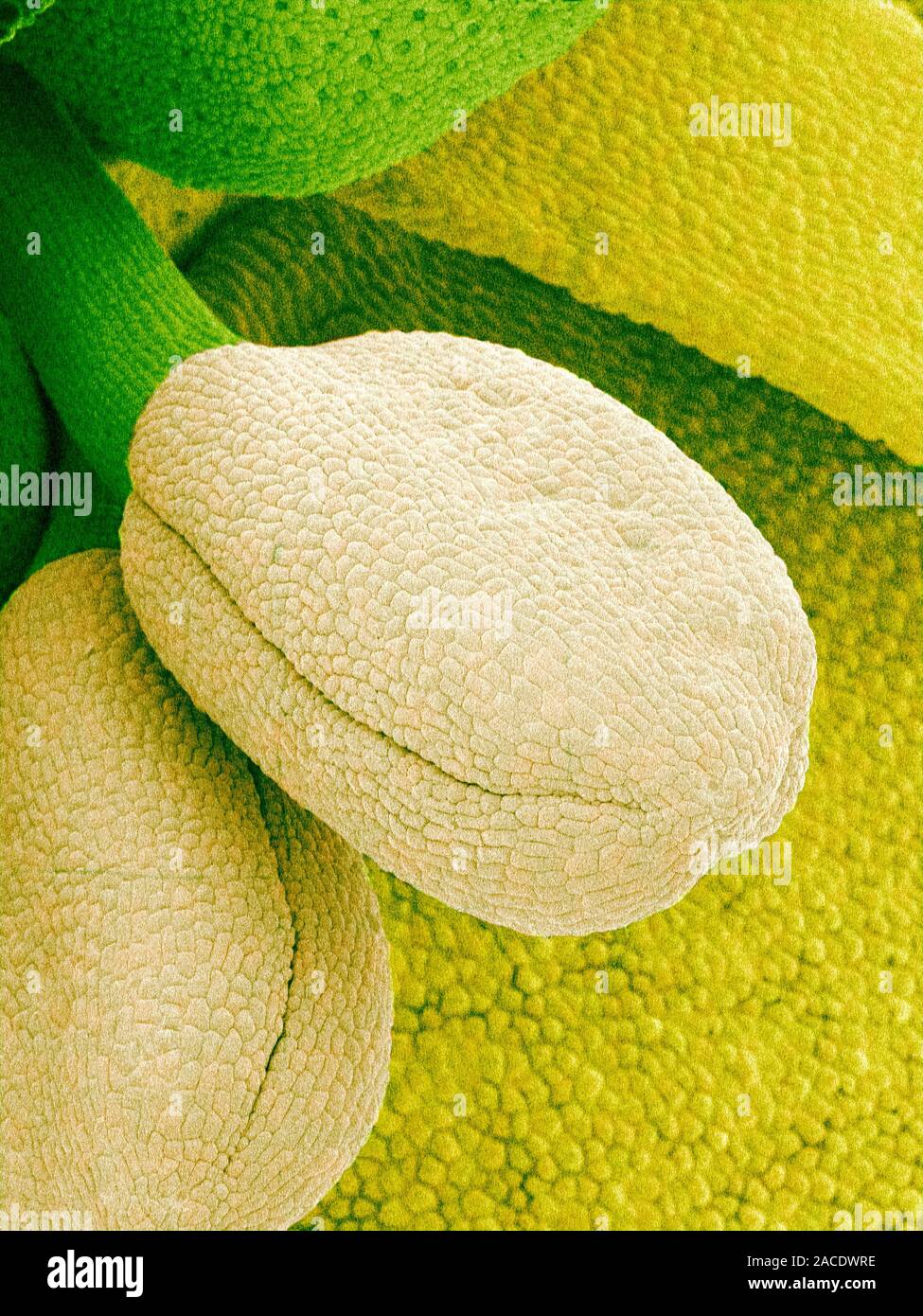 Flower anthers (white). Coloured scanning electron micrograph (SEM) of ...