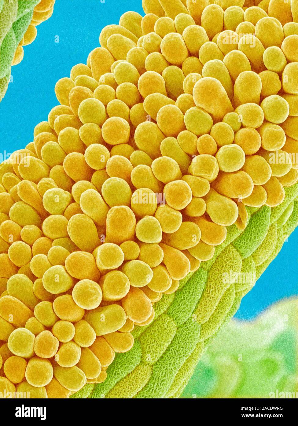 Flower pistil surface. Coloured scanning electron micrograph (SEM) of ...