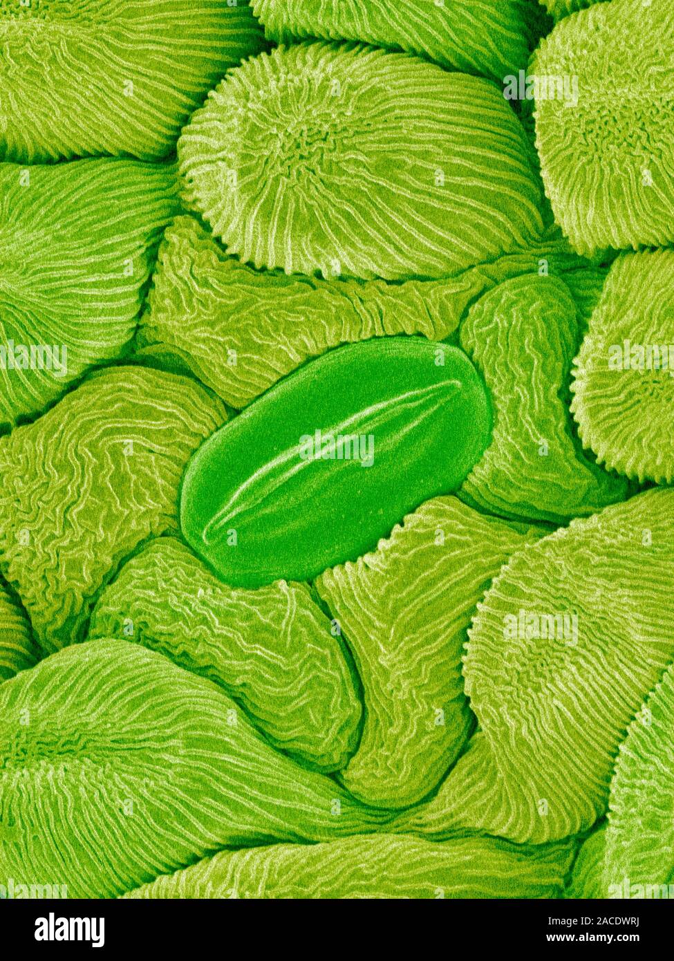 Plant Stomata Sem