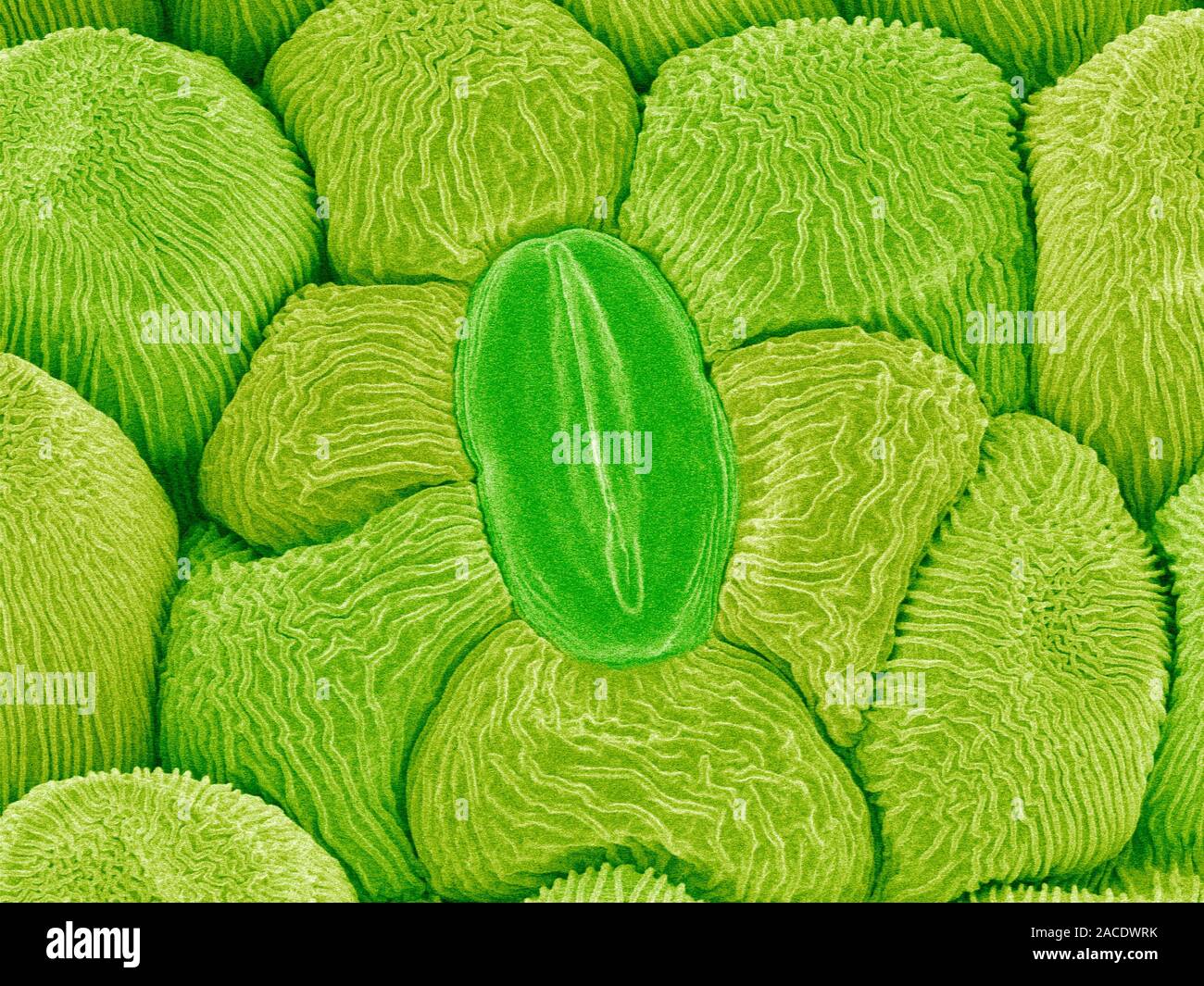 Plant pore. Coloured scanning electron micrograph (SEM) of a closed ...