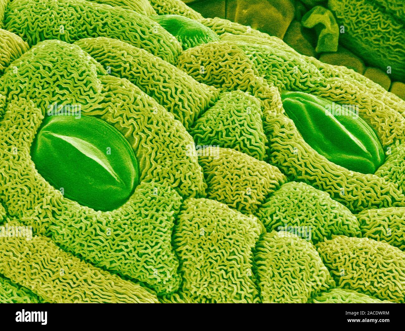 Plant pores. Coloured scanning electron micrograph (SEM) of stomata ...