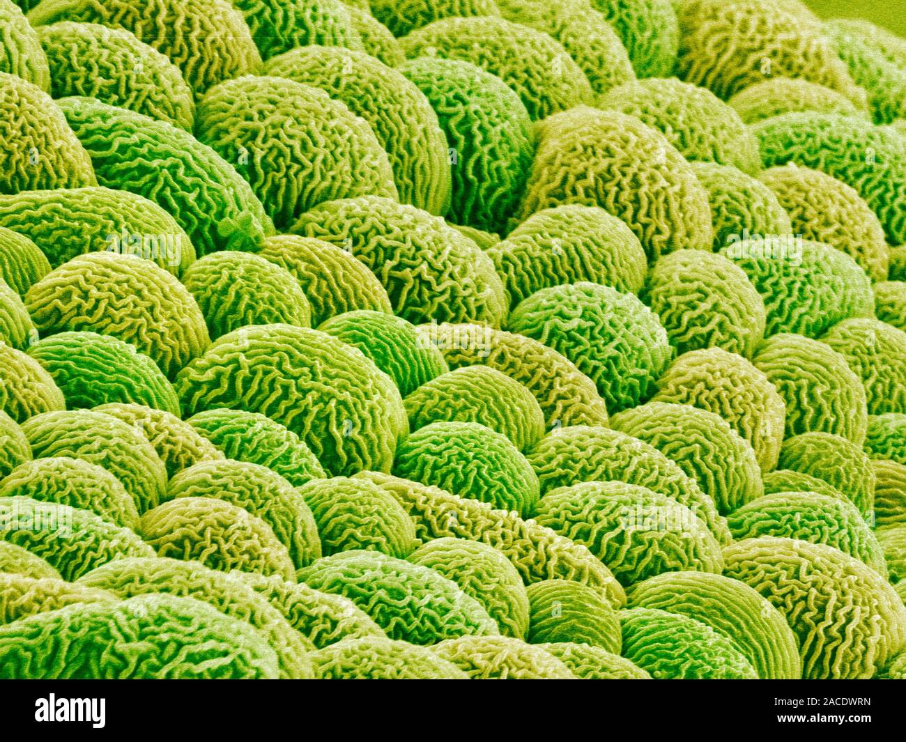 Anther surface. Coloured scanning electron micrograph (SEM) of a close ...