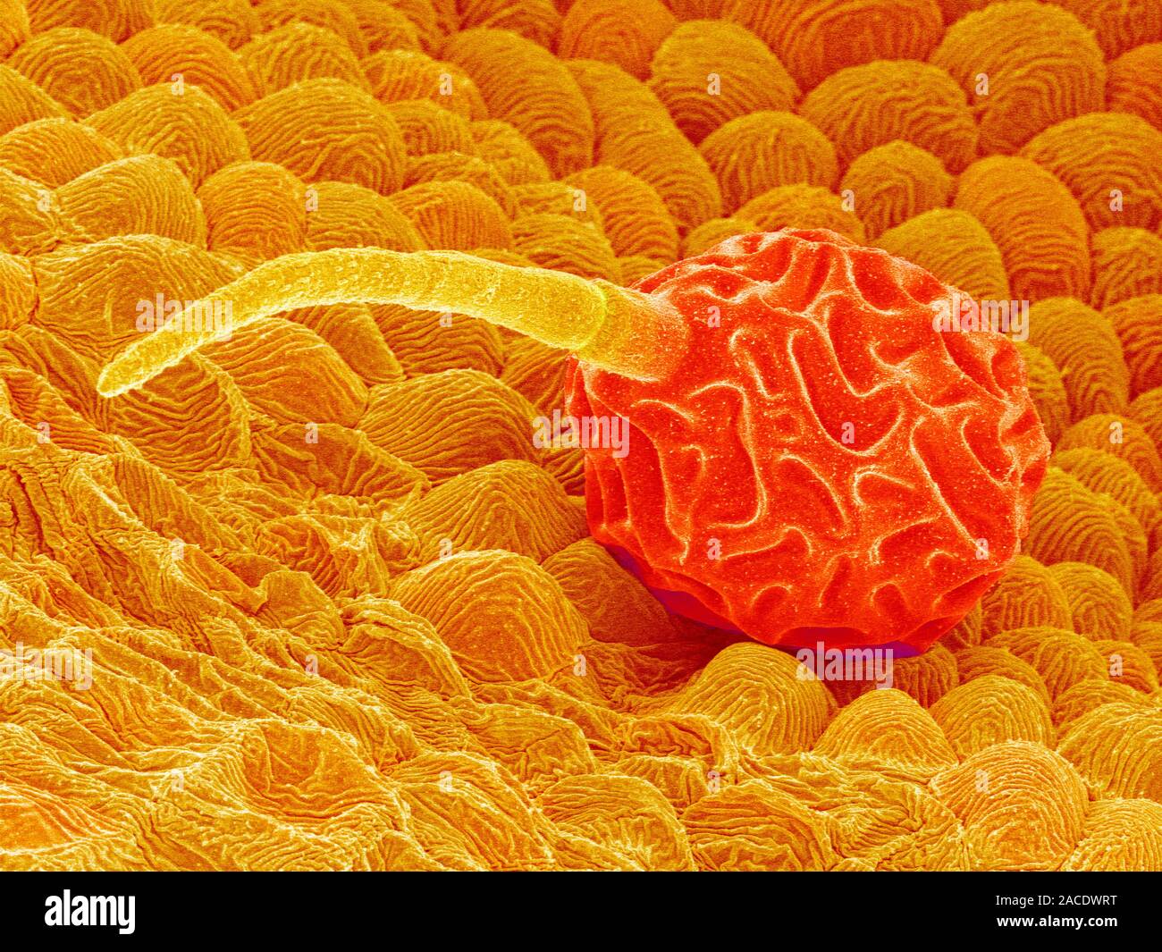 Anther gland cell. Coloured scanning electron micrograph (SEM) of a ...