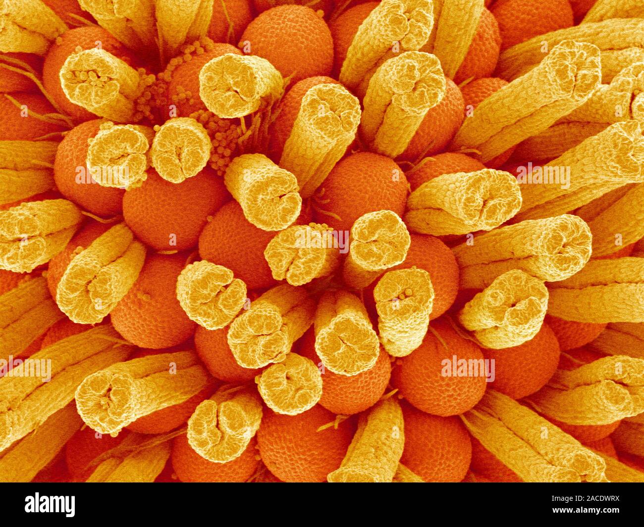 Wild strawberry pistil. Coloured scanning electron micrograph (SEM) of ...