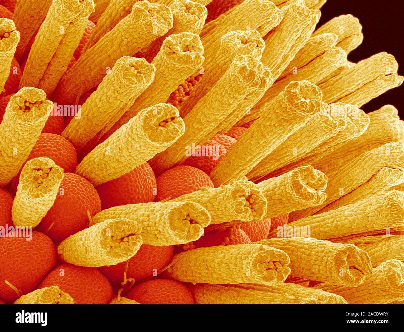 Wild strawberry pistil. Coloured scanning electron micrograph (SEM) of ...