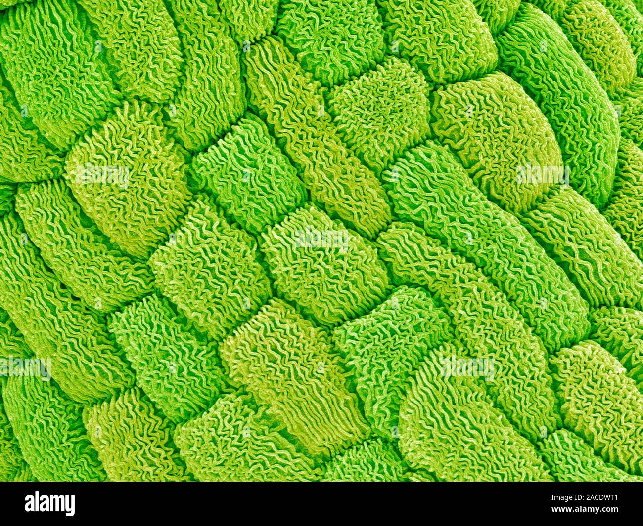 Chameleon plant pistil. Coloured scanning electron micrograph (SEM) of ...