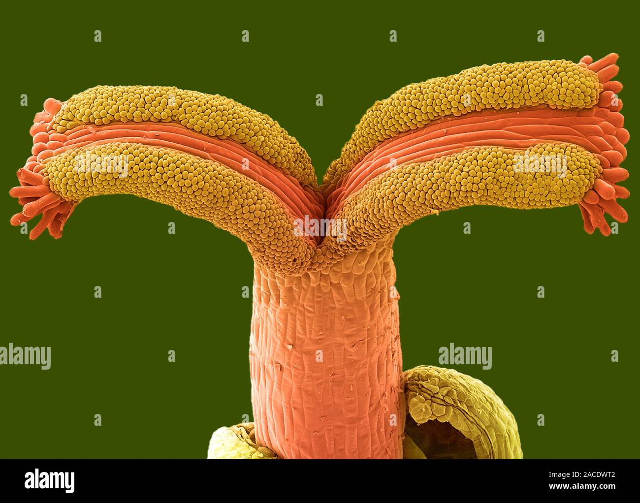 Chrysanthemum pistil. Coloured scanning electron micrograph (SEM) of a ...