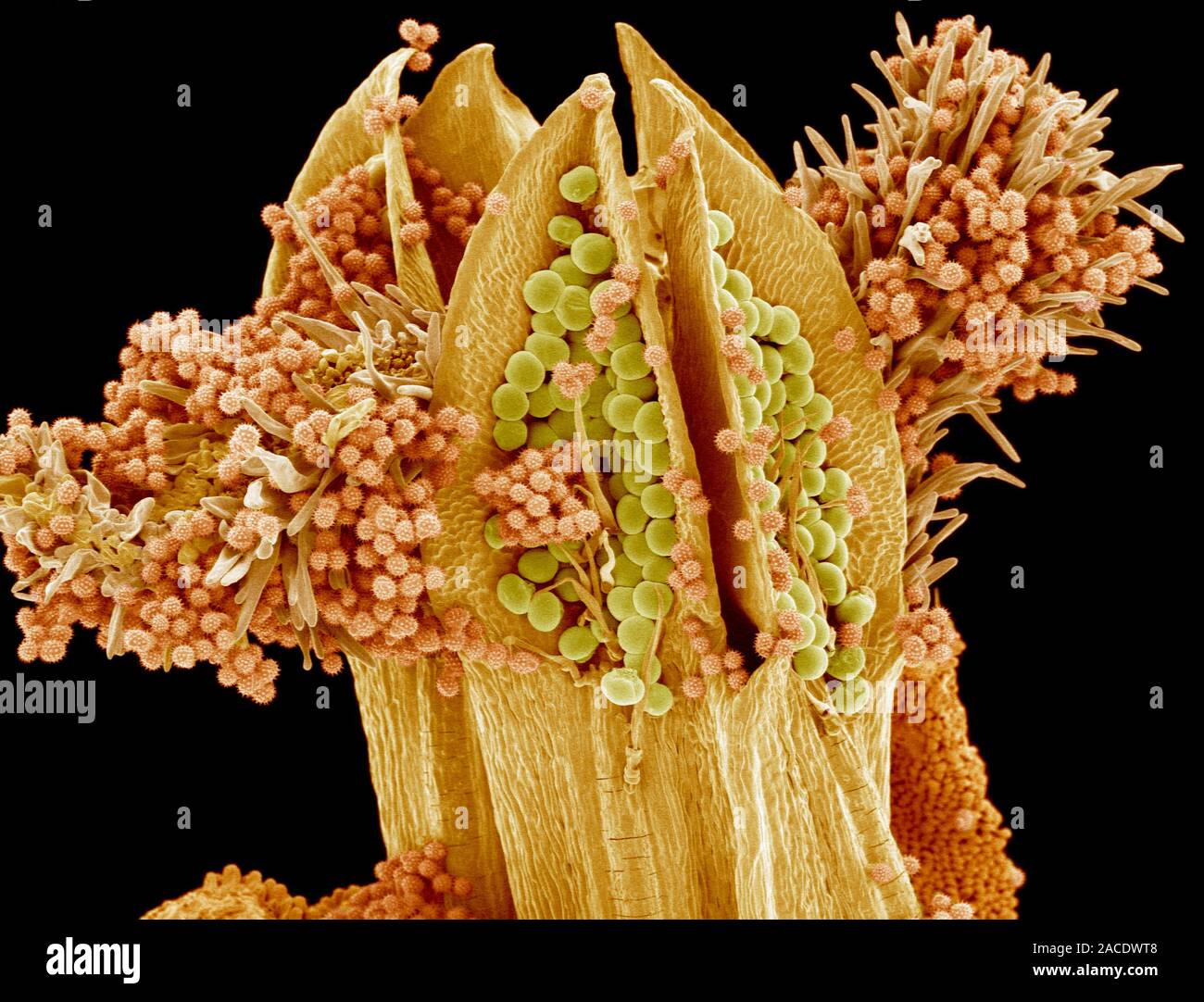 Sunflower pistil. Coloured scanning electron micrograph (SEM) of a ...