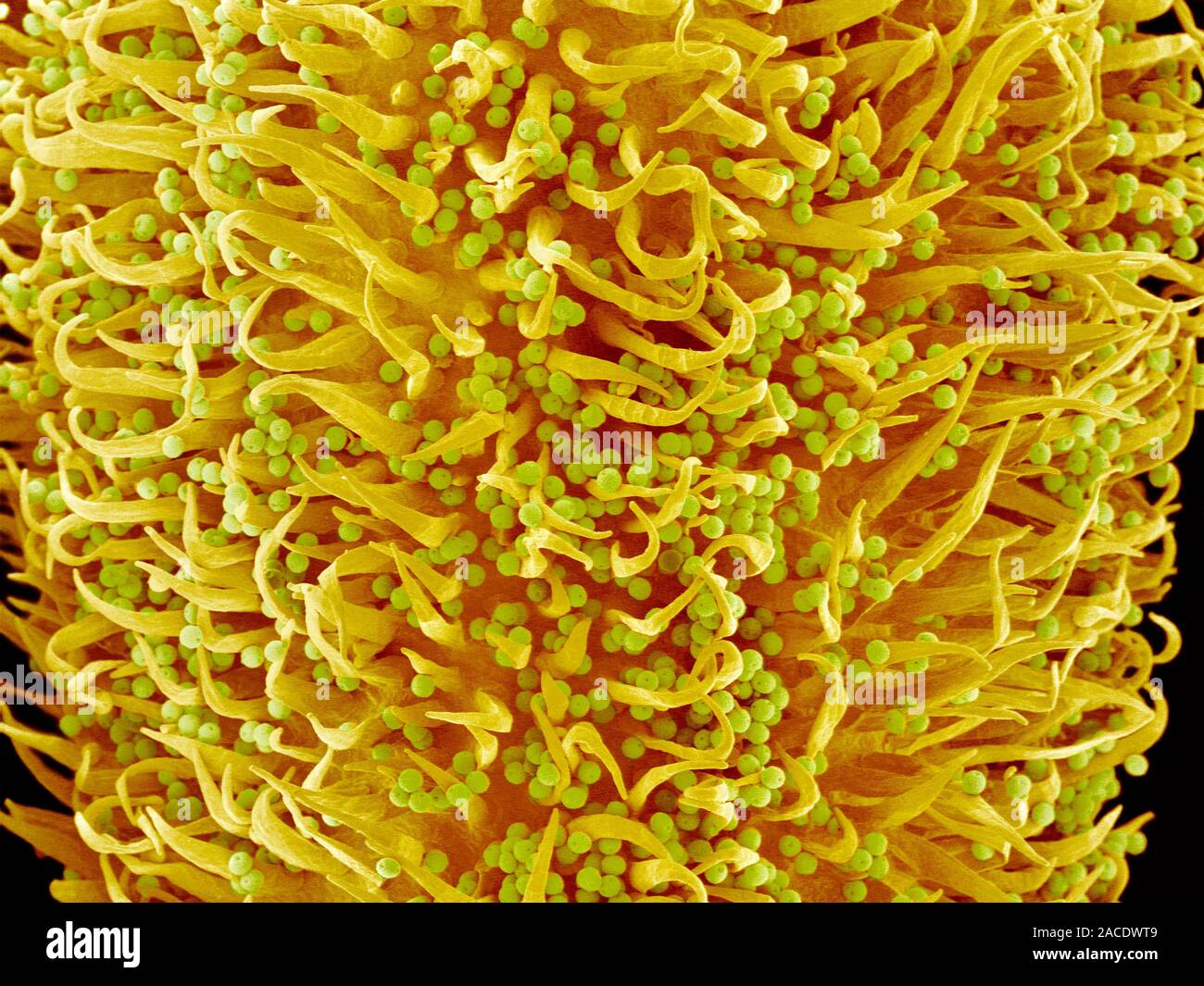 Ladybell flower pistil. Coloured scanning electron micrograph (SEM) of ...