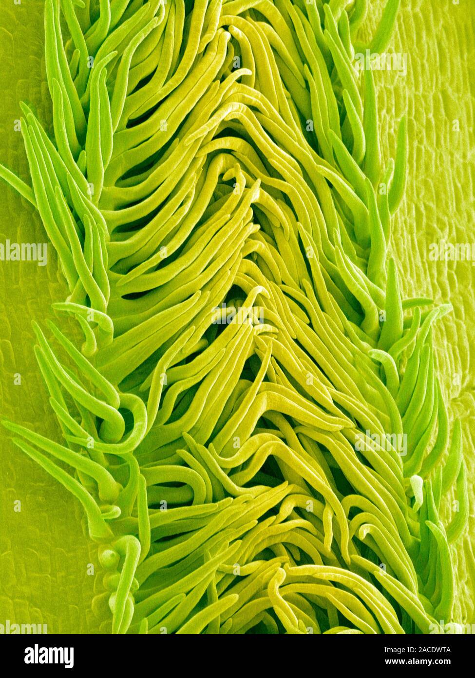 Oleander flower stamen. Coloured scanning electron micrograph (SEM) of ...