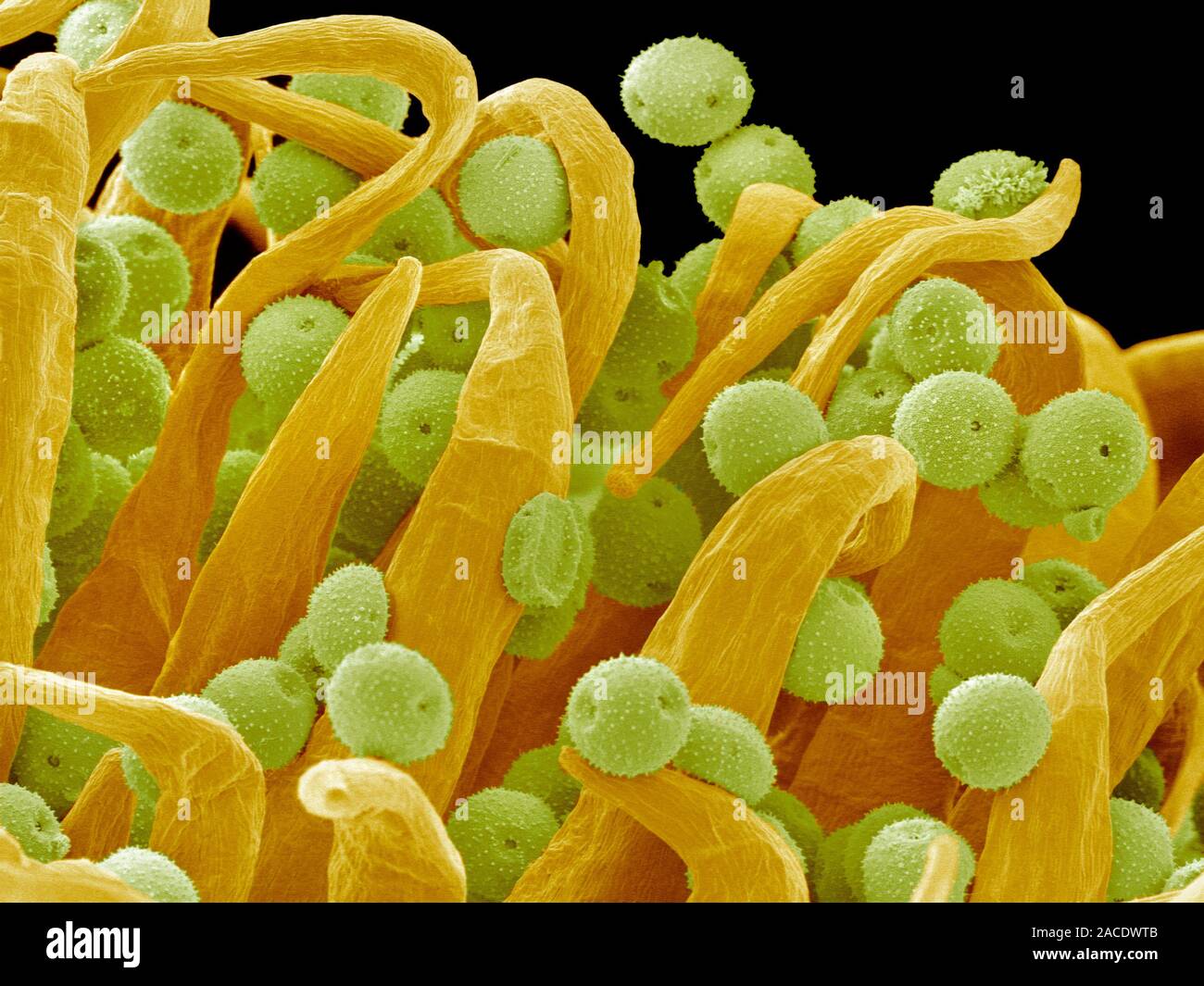 Ladybell flower pistil. Coloured scanning electron micrograph (SEM) of ...