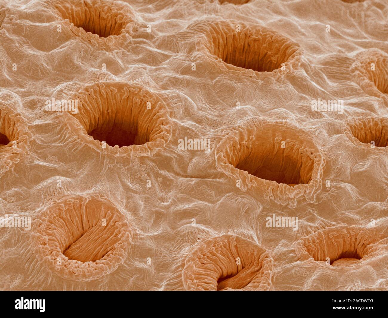 Plant pores. Coloured scanning electron micrograph (SEM) of stomata ...