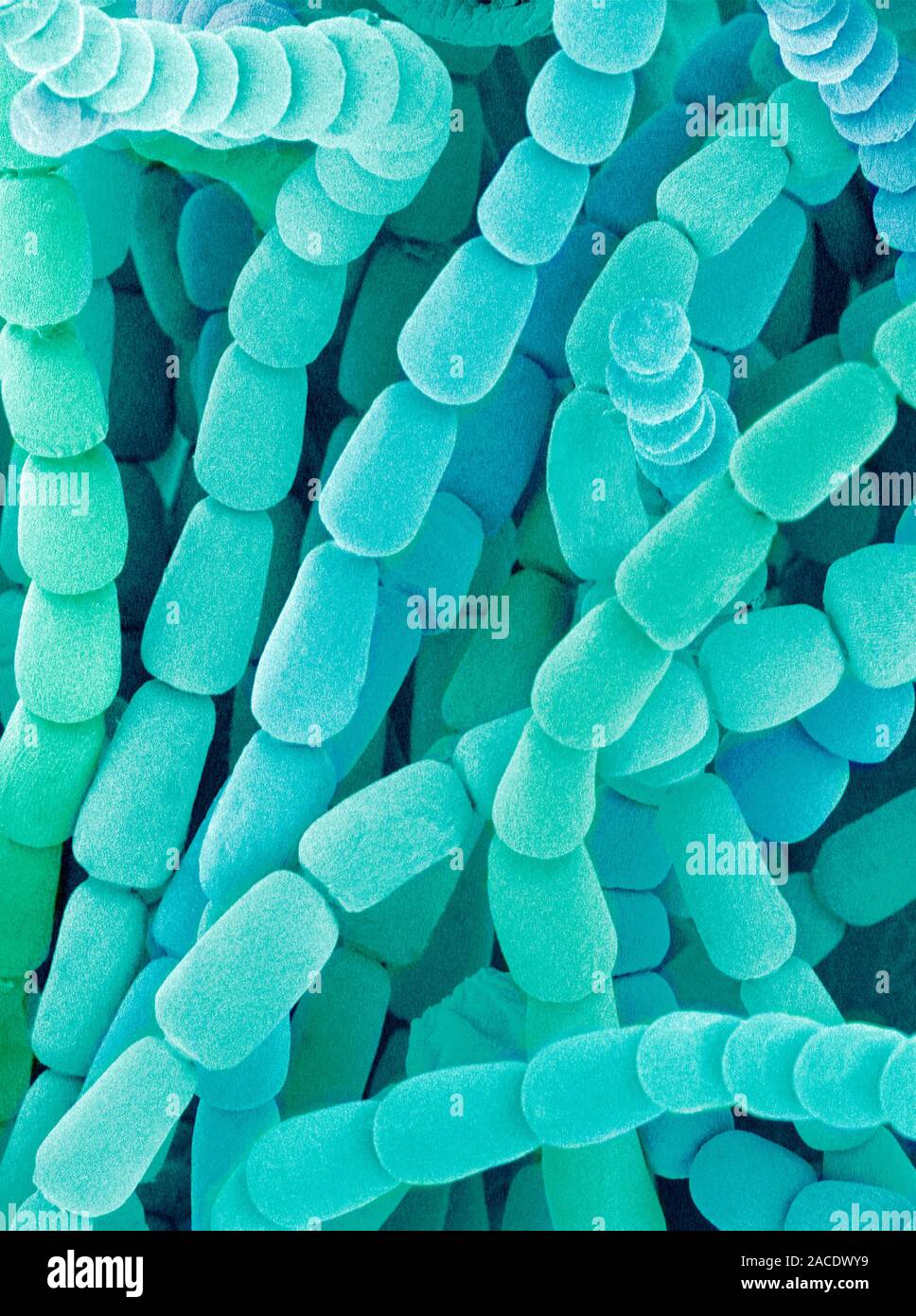 Spider lily flower stamen. Coloured scanning electron micrograph (SEM ...