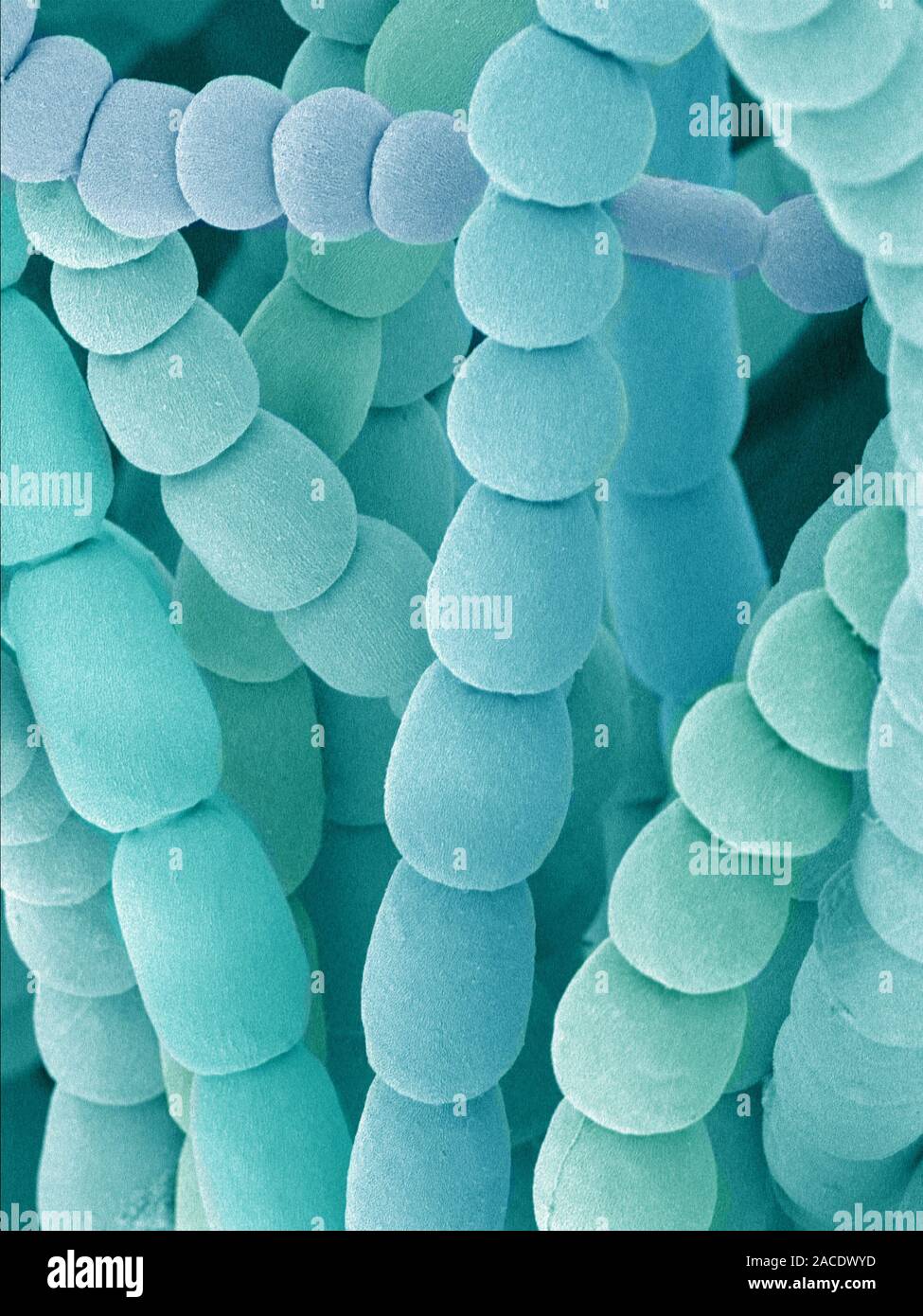 Spider lily flower stamen. Coloured scanning electron micrograph (SEM ...