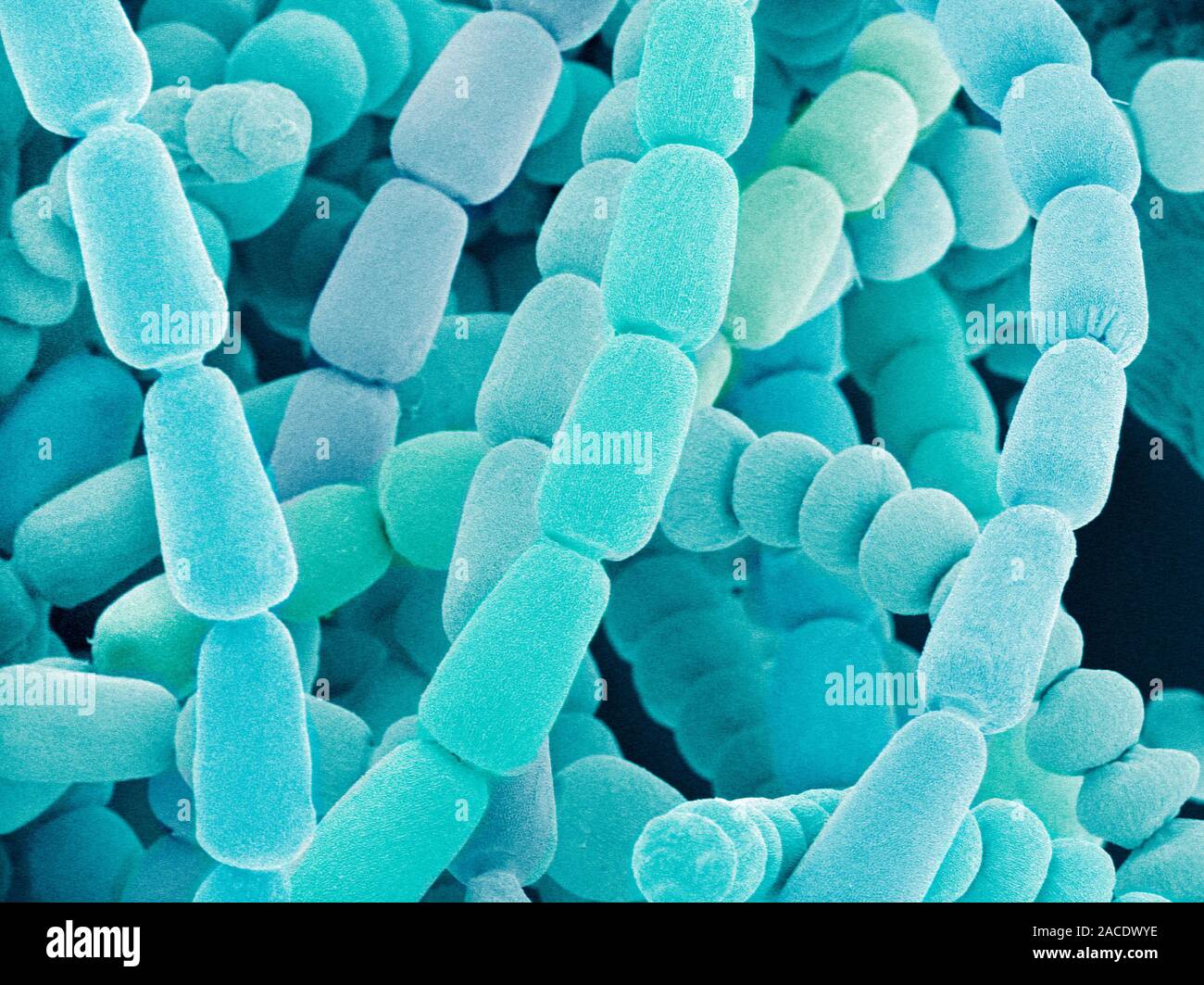 Spider lily flower stamen. Coloured scanning electron micrograph (SEM ...