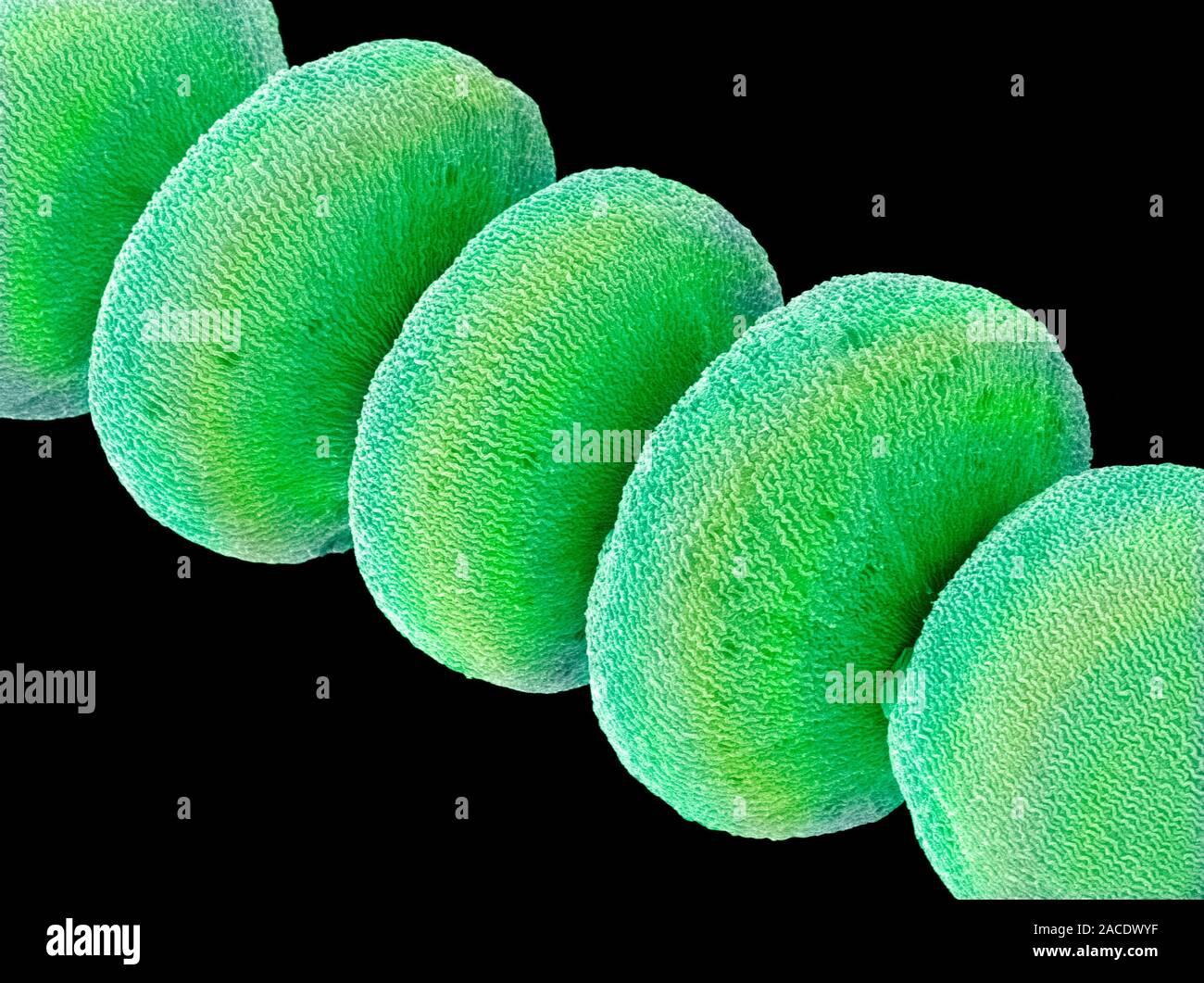Spider lily flower stamen. Coloured scanning electron micrograph (SEM ...