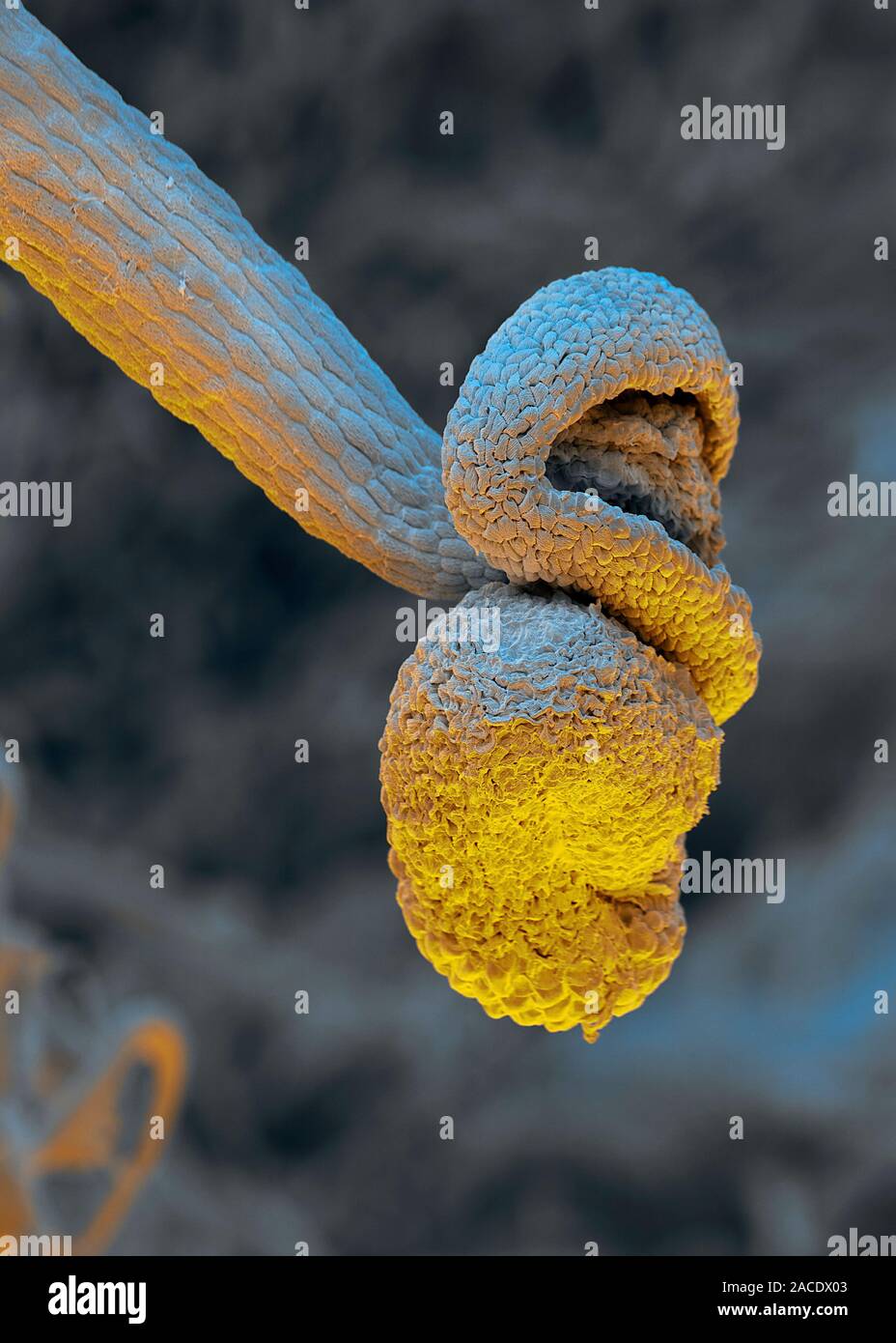 Horse mint filament. Coloured scanning electron micrograph (SEM) of the ...