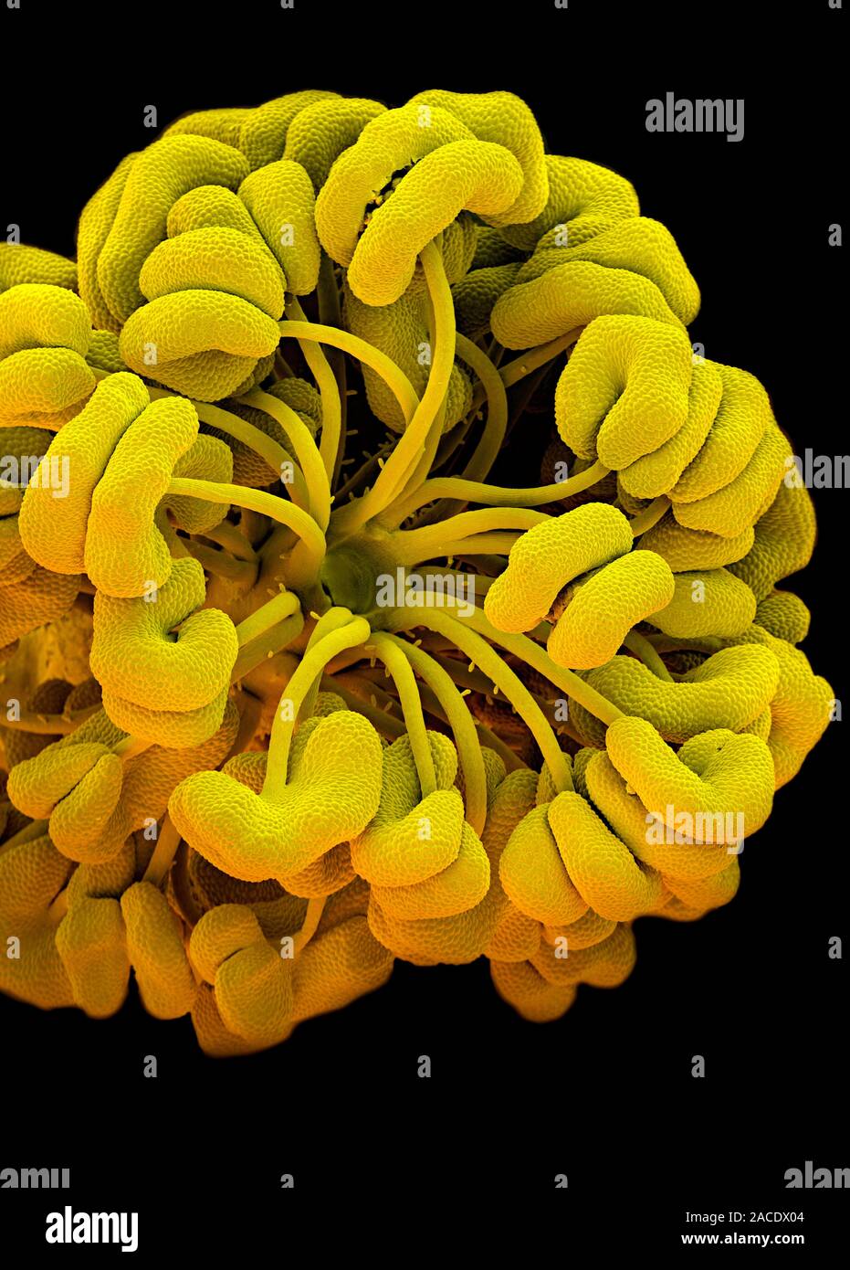 Blue mallow stamens. Coloured scanning electron microscope of stamens ...