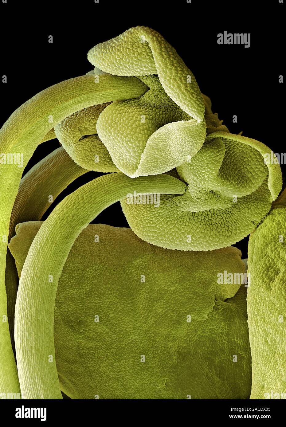 Basil stamens. Coloured scanning electron microscope of stamens of the ...
