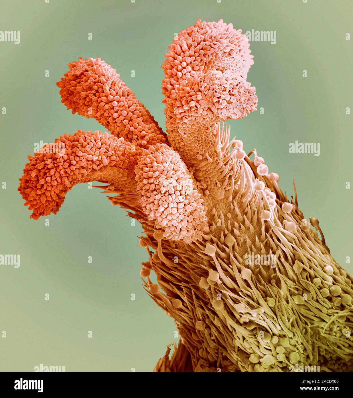 Flower stigma. Coloured scanning electron micrograph (SEM) of a flower ...