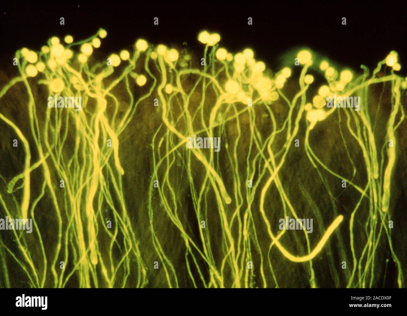 Fluorescent light micrograph of the germination of pollen grains on the ...