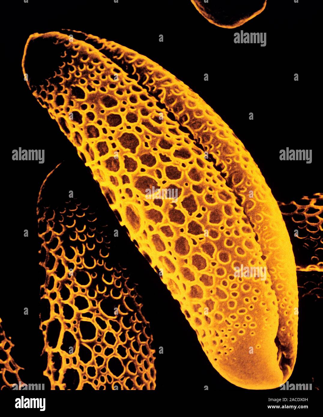False-colour scanning electron micrograph (SEM) of pollen of Billbergia ...